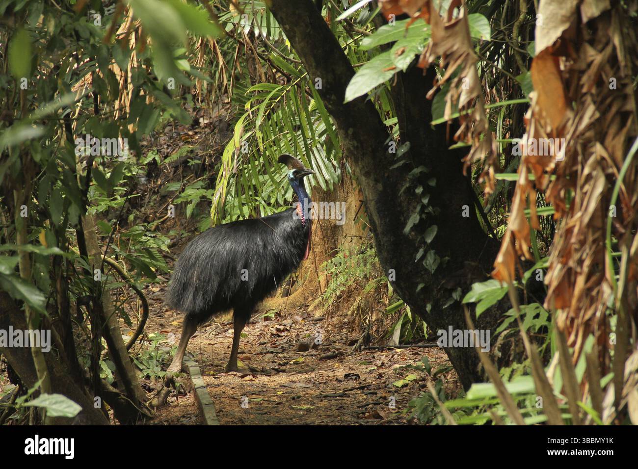Southern Cassowary (Casuarius casuarius) female, Queensland, Australia ...
