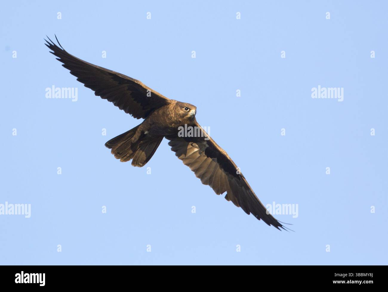 Black Falcon (Falco subniger) male flying, Australia, Oceania Stock ...