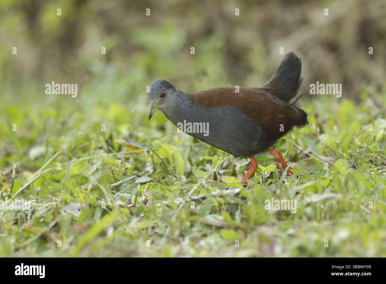 Black-tailed Crake (Porzana bicolor), Doi Inthanon, Thailand, Asia Stock Photo - Alamy