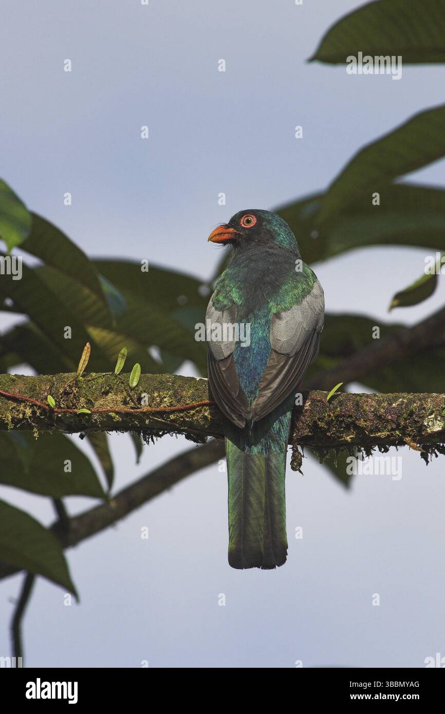 Slaty-tailed Trogon (Trogon massena) male, Costa Rica, Central America ...