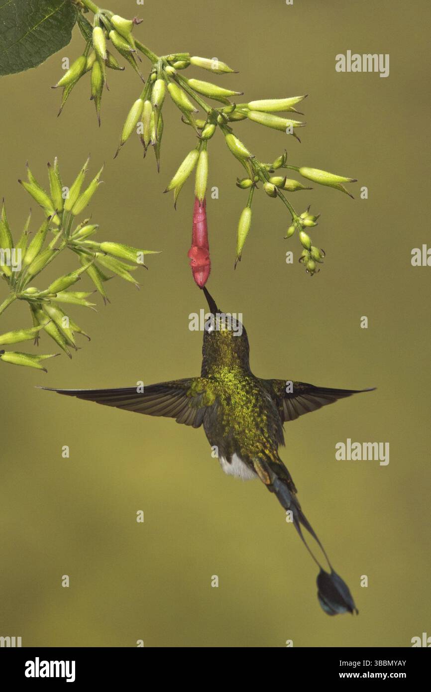 Booted Racket-tail (Ocreatus underwoodii), Ecuador, South America Stock ...