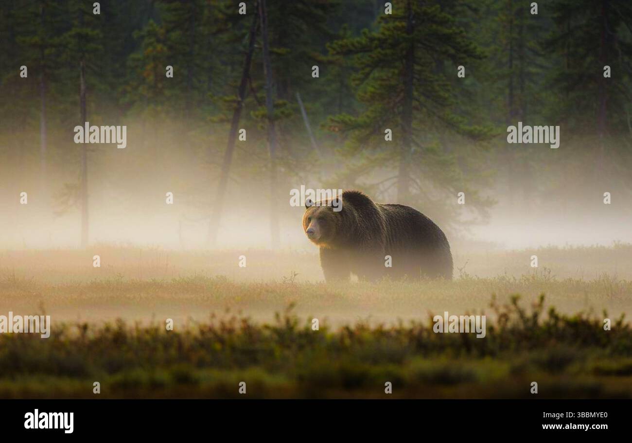 Dense forest animal hi-res stock photography and images - Alamy