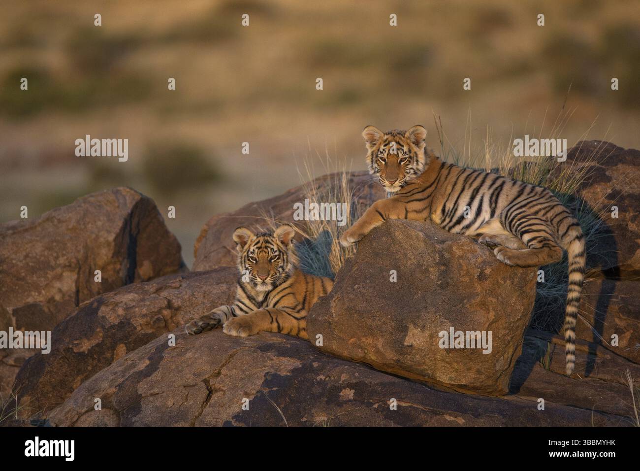 Bengal Tiger (Panthera tigris) two cubs in morning light on a rock ...