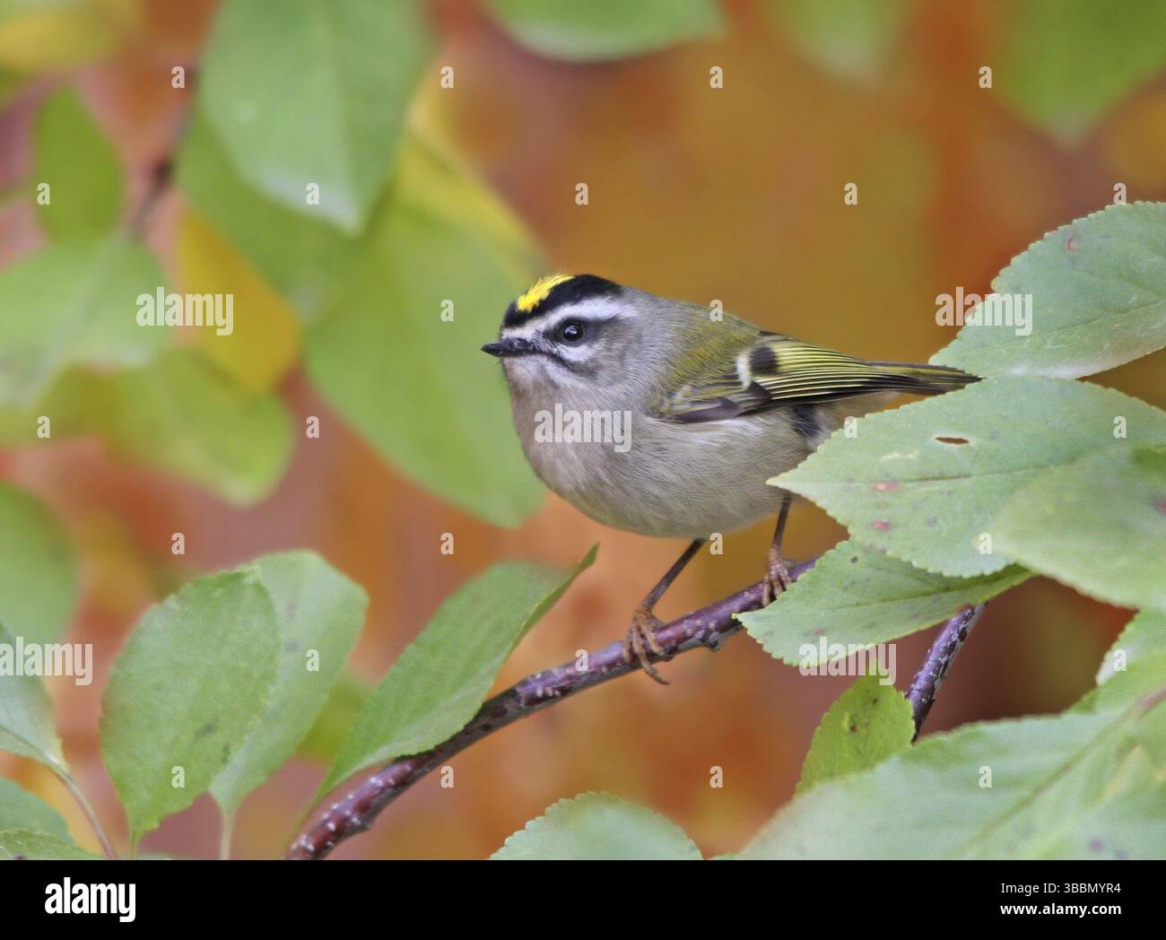 Golden-crowned Kinglet (Regulus satrapa) female, Saskatchewan, Canada ...