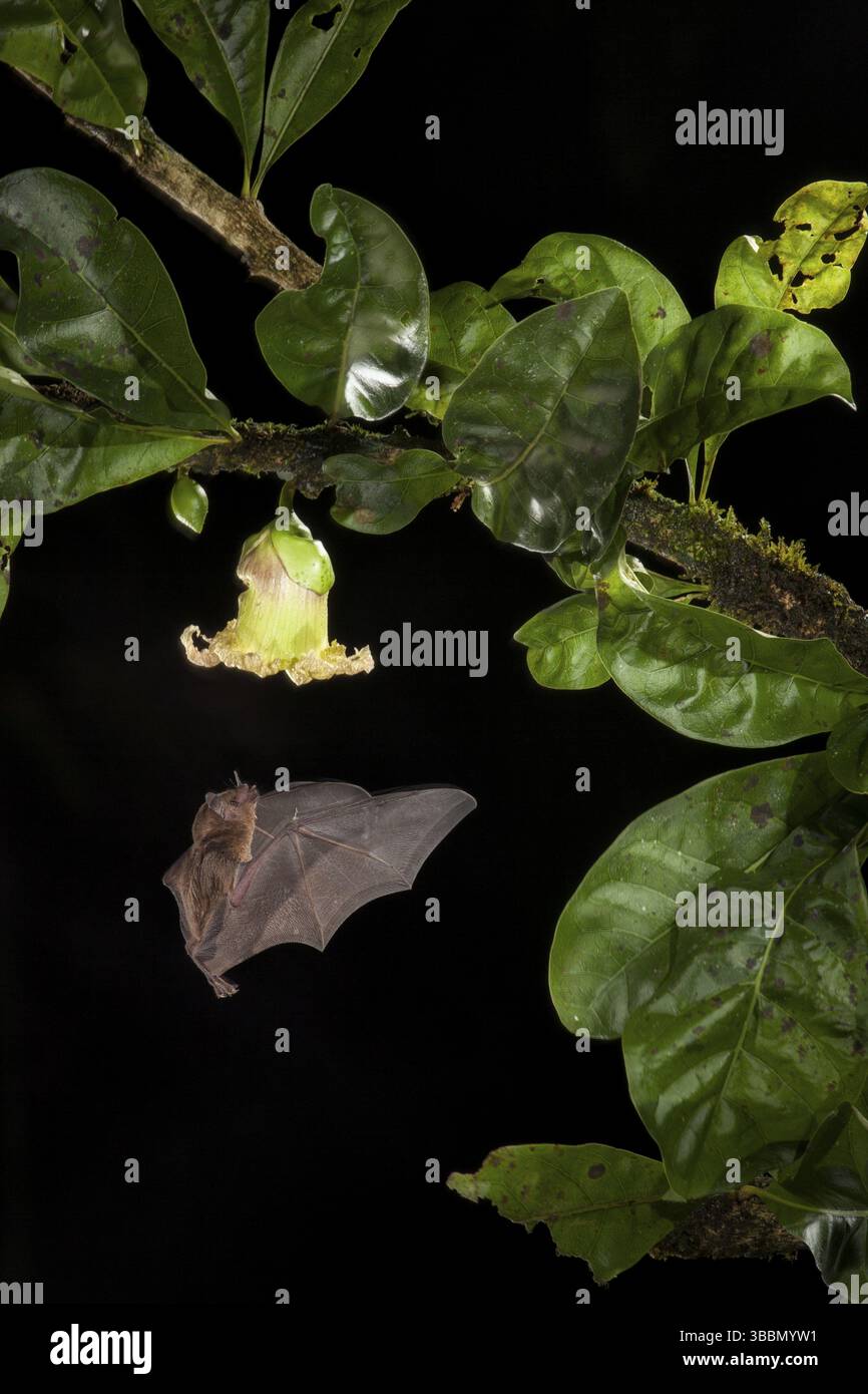 A Pallas' long-tongued bat pollinates a Calabash tree flower in a ...