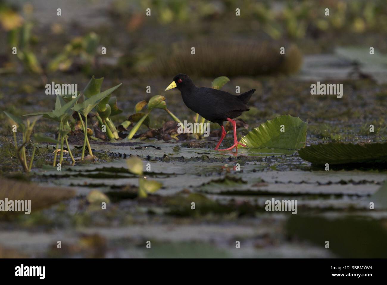 Black Crake (Amaurornis flavirostra) foraging, Semuliki National Park ...