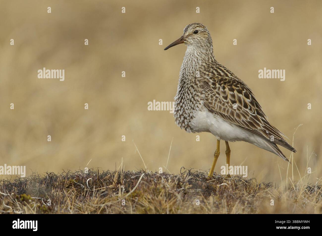 Pectoral Sandpiper (Calidris melanotos) on the tundra in Northern ...