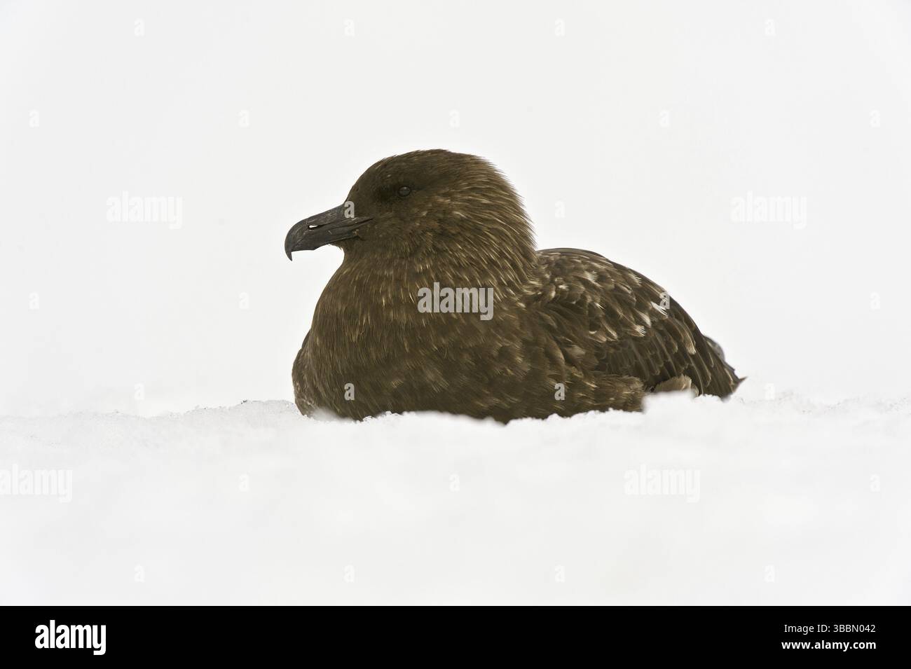 Brown Skua (Stercorarius antarcticus), Antarctica Stock Photo - Alamy