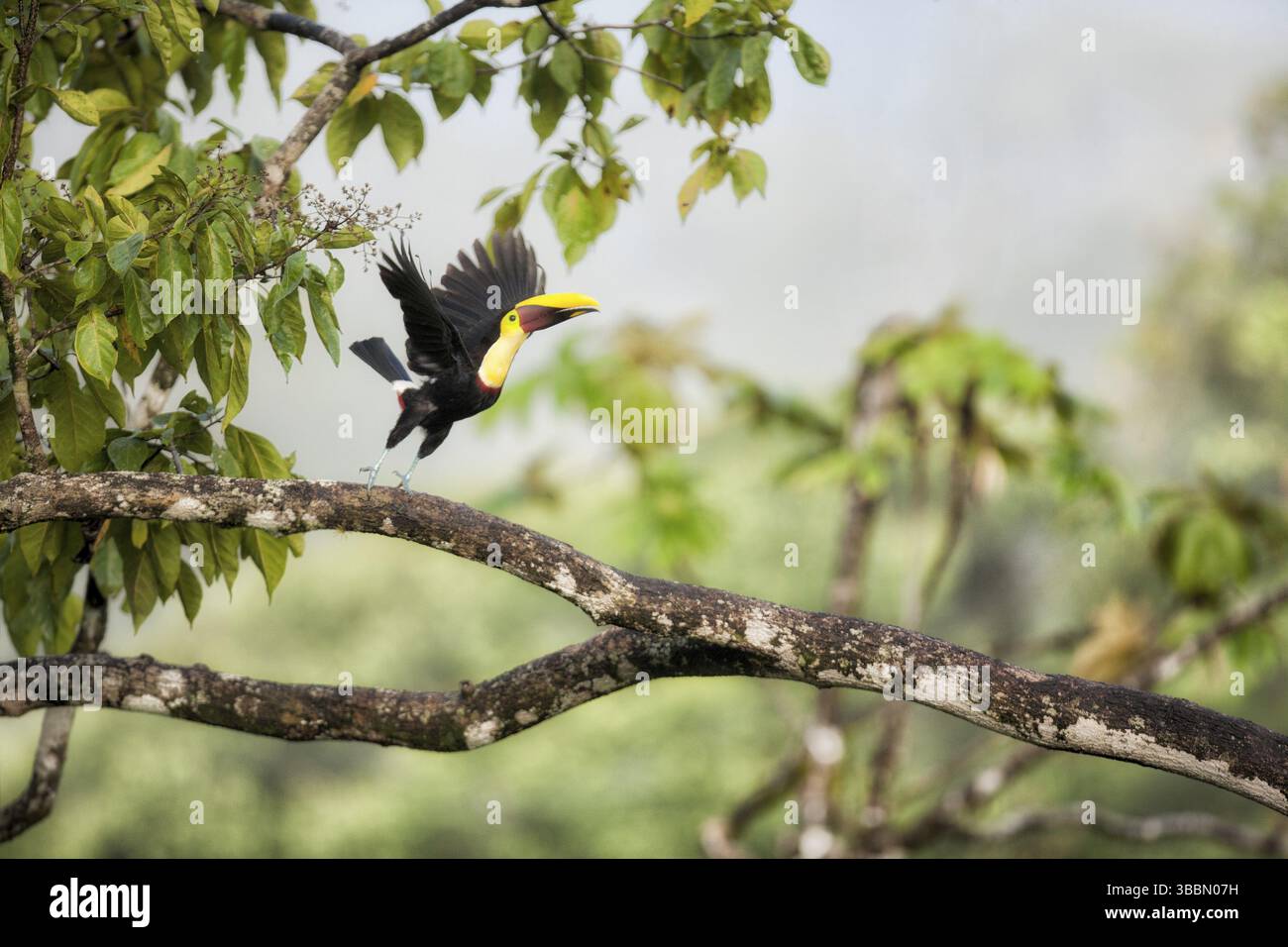 Toucans in flight hi-res stock photography and images - Alamy