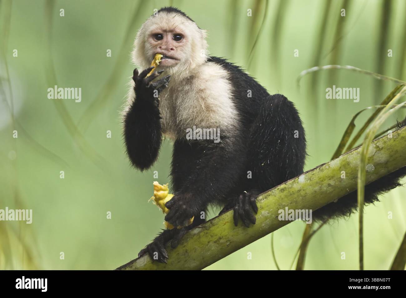 White-faced capuchin monkey (Cebus capucinus) eating cashew fruit, Costa Rica, Central America ...
