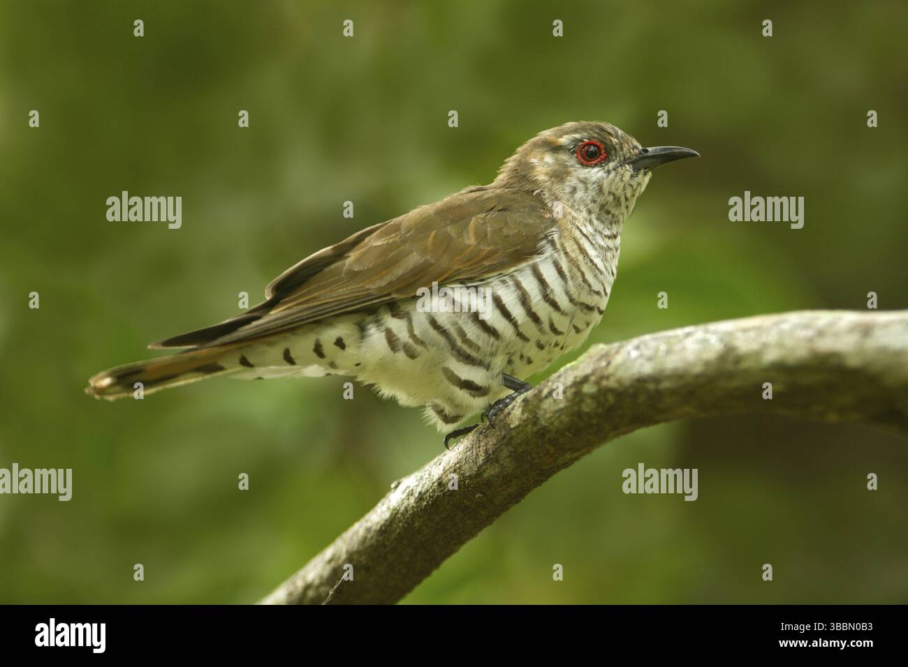 Little Bronze Cuckoo (Chrysococcyx minutillus) male, Queensland ...