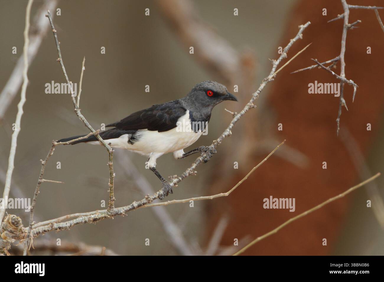 Magpie Starling (Speculipastor bicolor) female, Samburu, Kenya, Africa ...