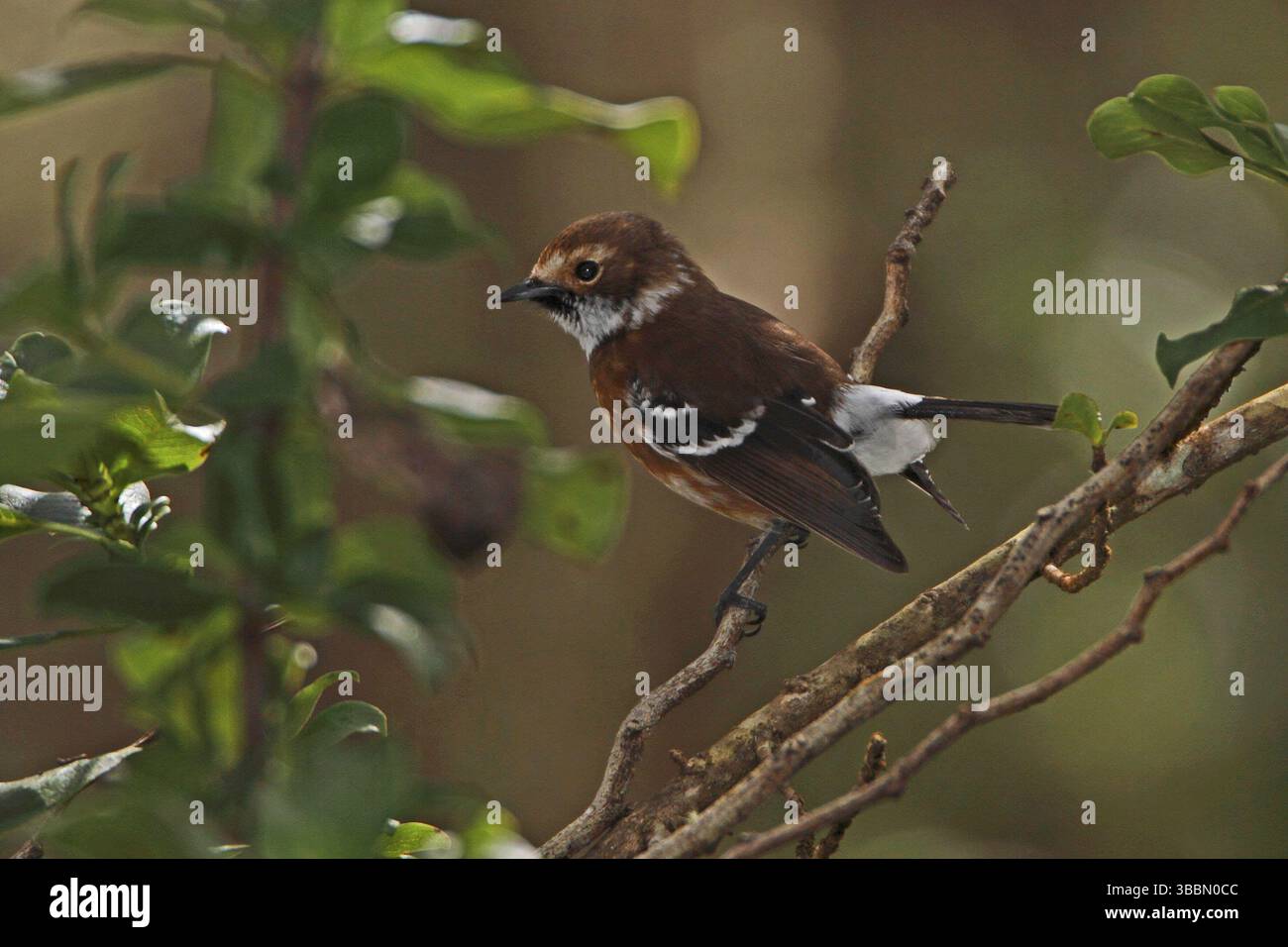 Hawaii Elepaio, Chasiempis sandwichensis Stock Photo - Alamy