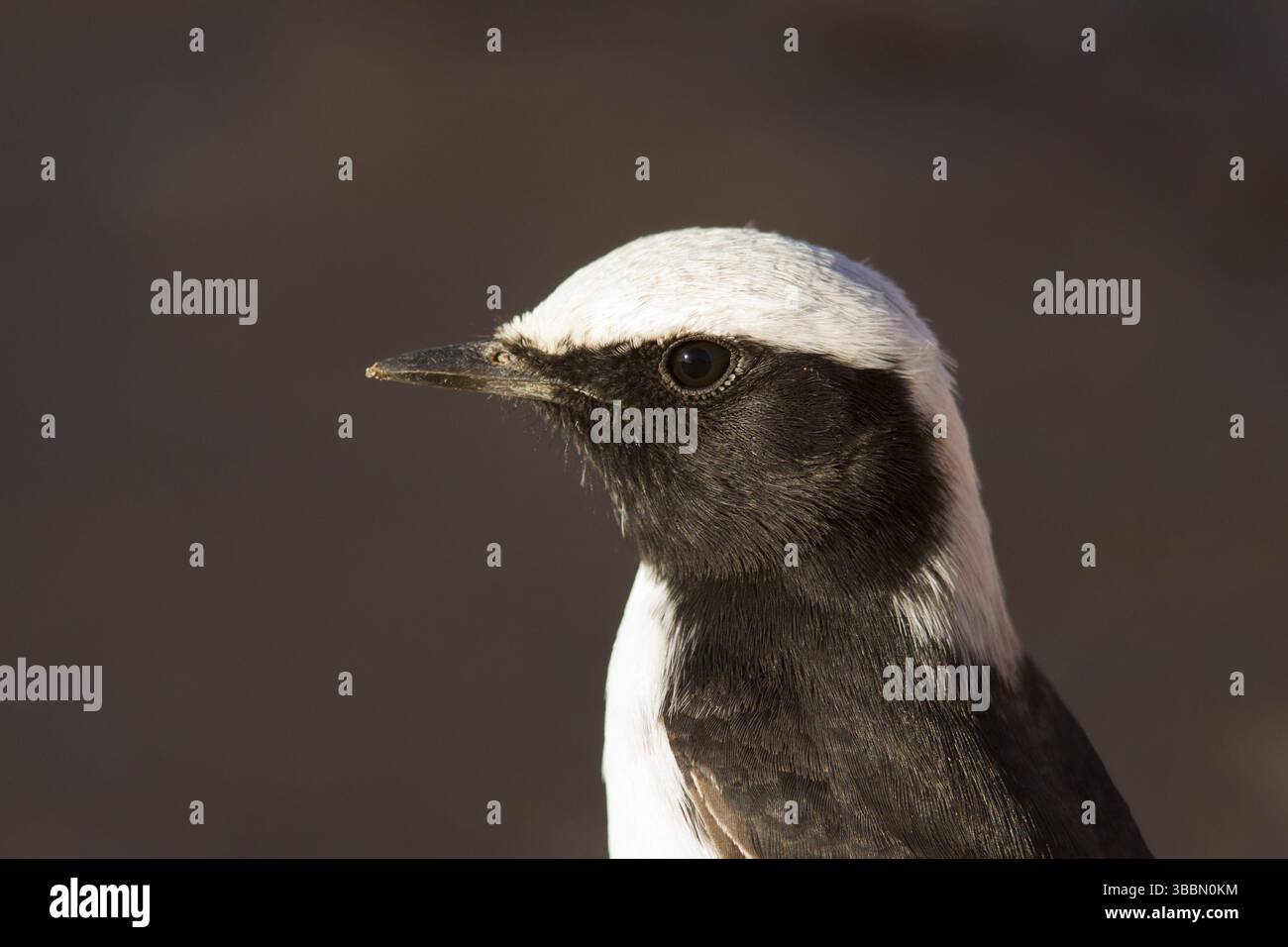 Mourning Wheatear (Oenanthe lugens) male, Morocco, Africa Stock Photo ...