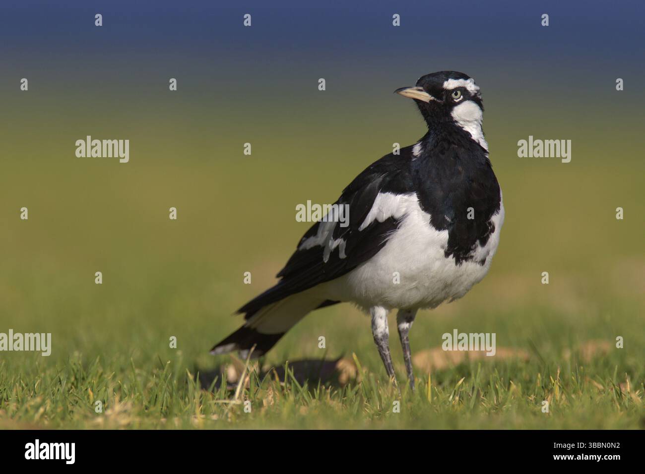 Magpie-Lark (Grallina cyanoleuca) male, Perth - Western Australia ...