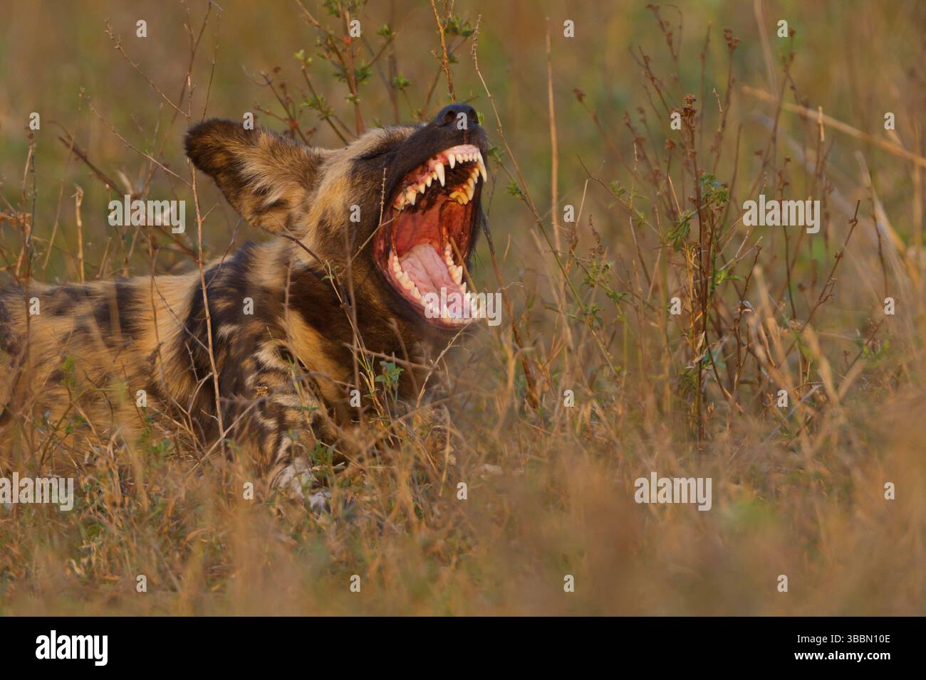 Afrikanischer Wildhund, Lycaon pictus, African wild dog, African ...