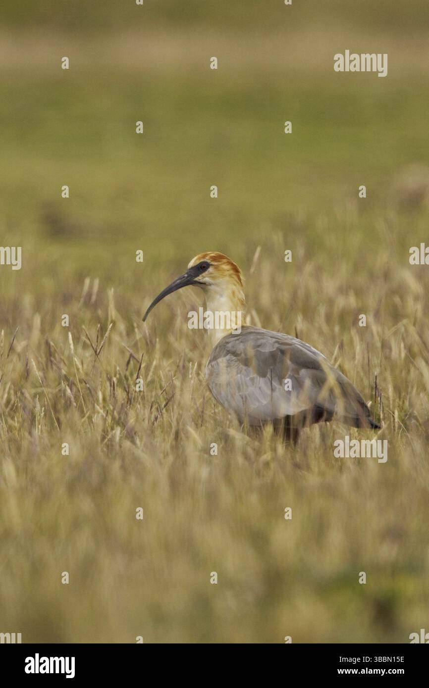 Black-faced Ibis (Theristicus melanopis), Ecuador, South America Stock ...