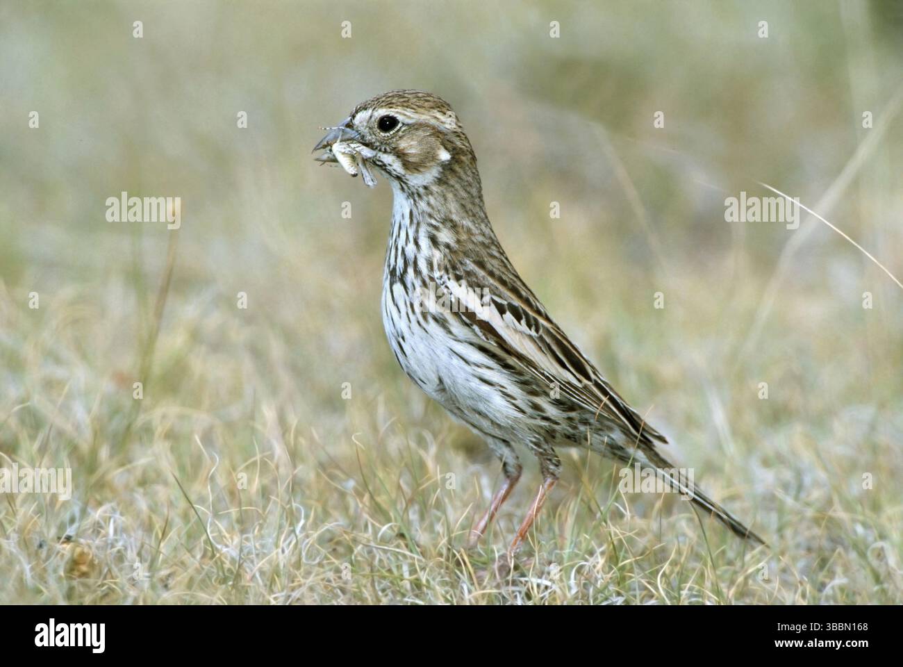 Lark Bunting Calamospiza melanocorys Pawnee National Grasslands ...