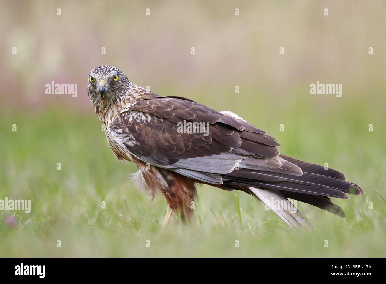 Western Marsh Harrier (Circus aeruginosus) male on grassland, Poland ...