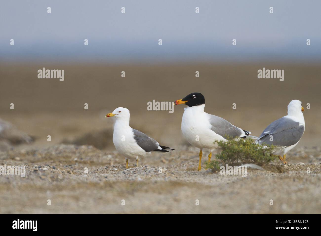Pallas's Gull (Ichthyaetus ichthyaetus), Oman, Asia Stock Photo - Alamy