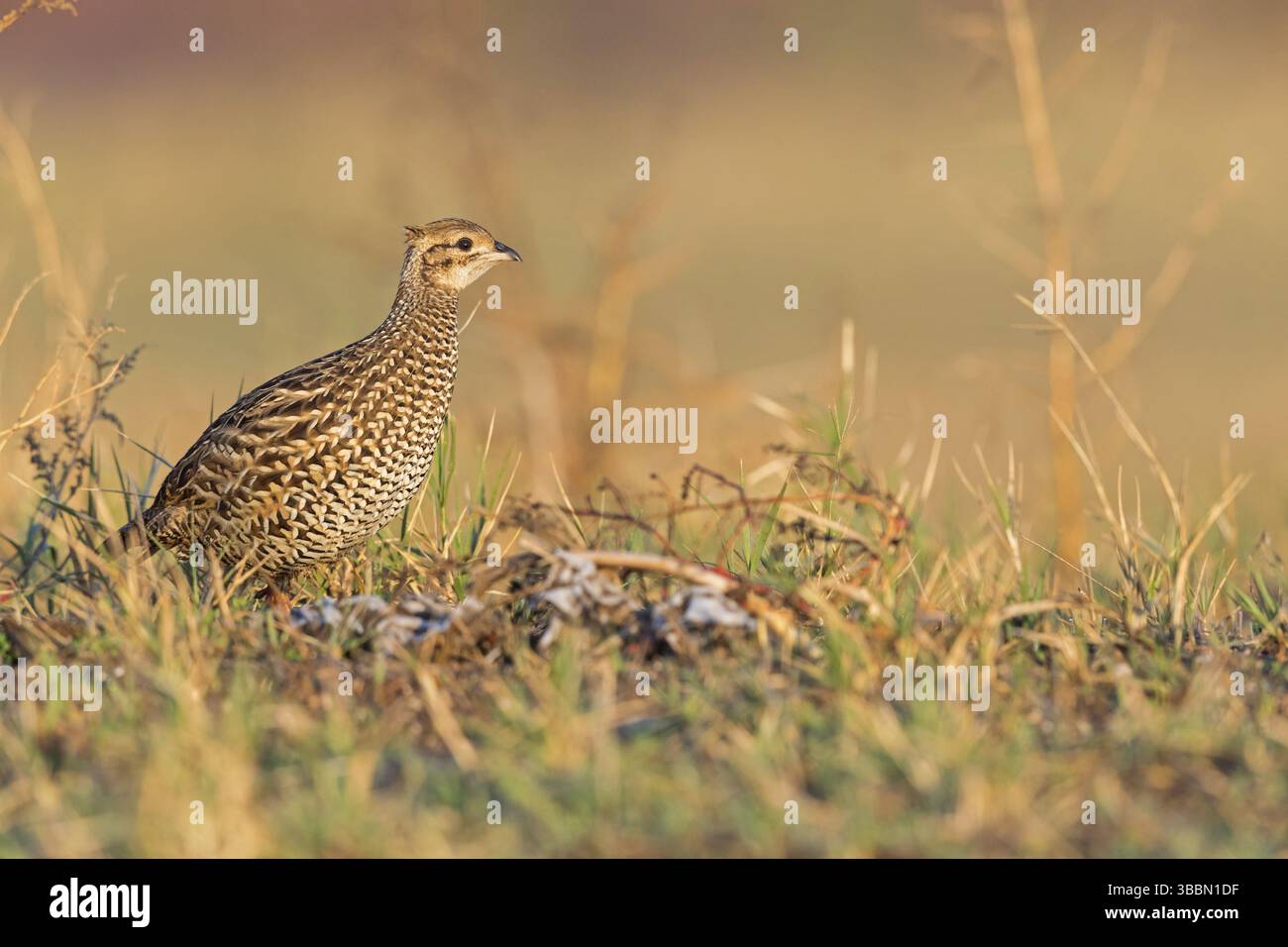 Halsbandfrankolin, Black Francolin, Black Partridge, Francolinus ...