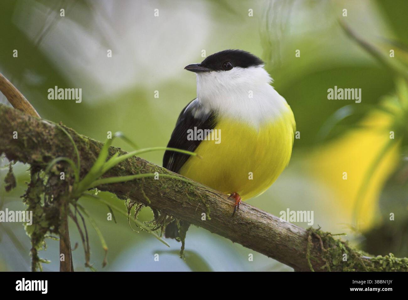 White-collared Manakin (Manacus candei) male, Costa Rica, Central ...