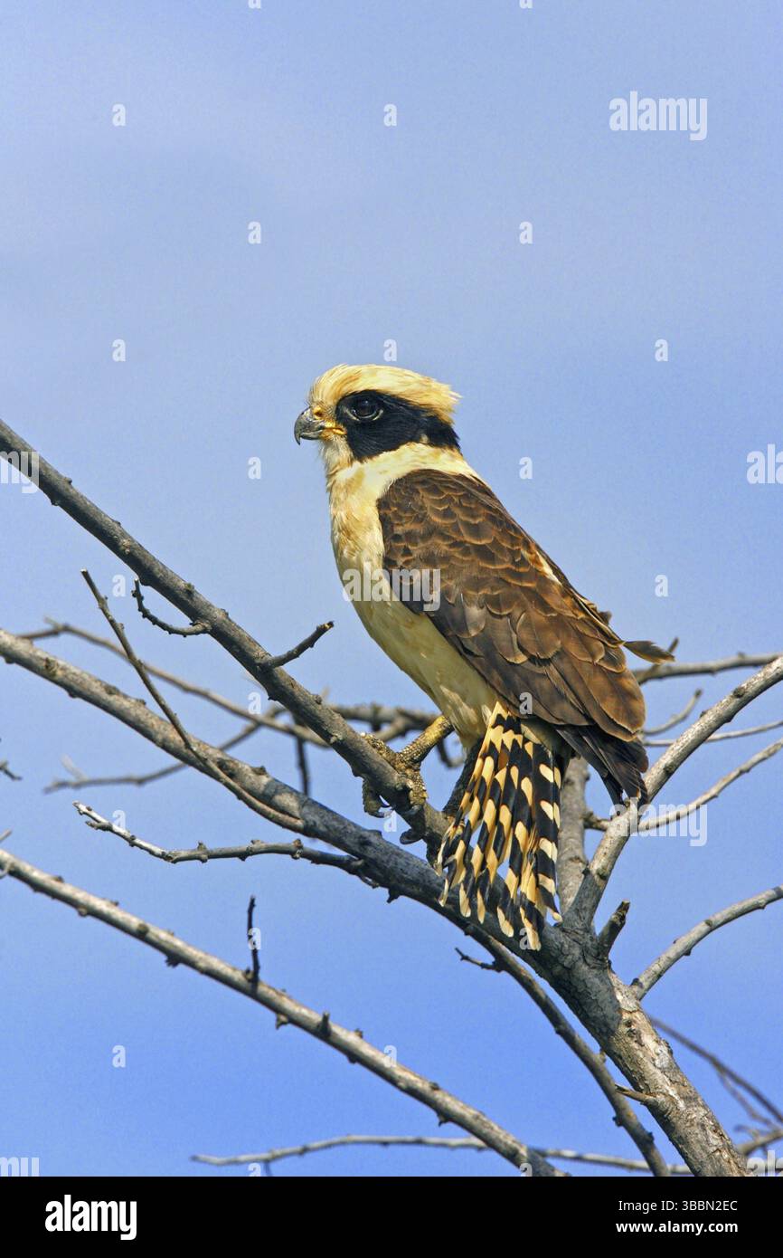 Laughing Falcon Herpetotheres cachinnans Palo Verde National Park ...