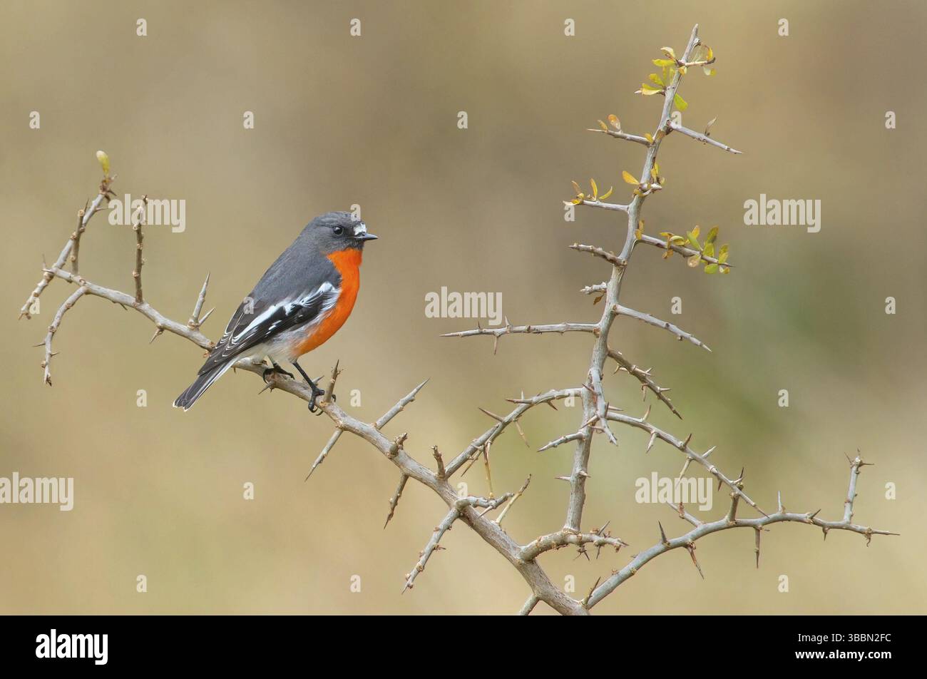 Flame Robin (Petroica phoenicea) male, Victoria, Australia, Oceania ...
