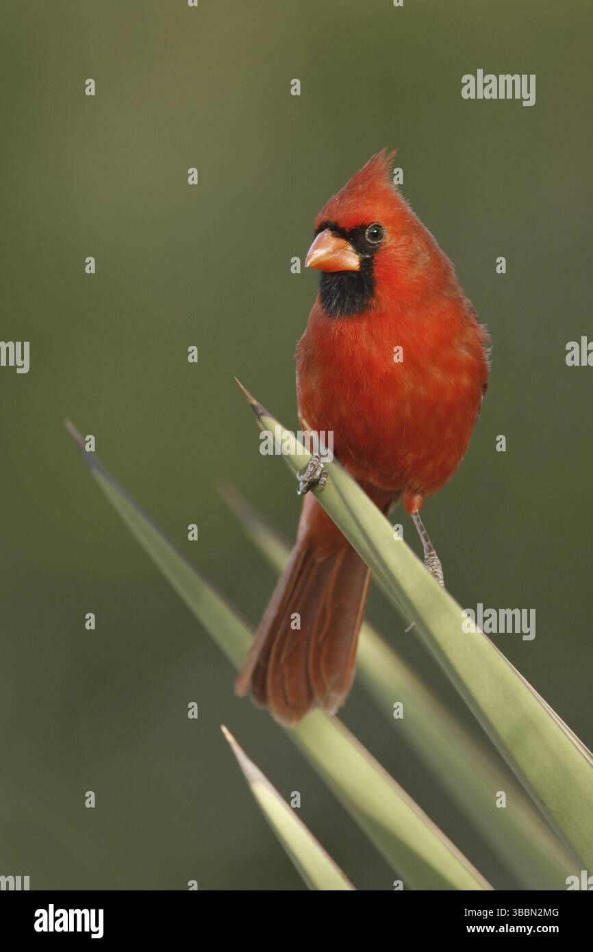 Northern Cardinal (Cardinalis cardinalis), Texas, USA, North America ...