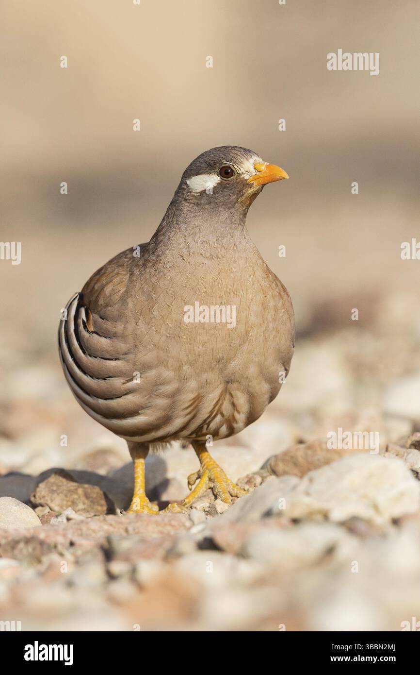 Sand Partridge (Ammoperdix heyi) male, Eilat, Israel, Asia Stock Photo ...