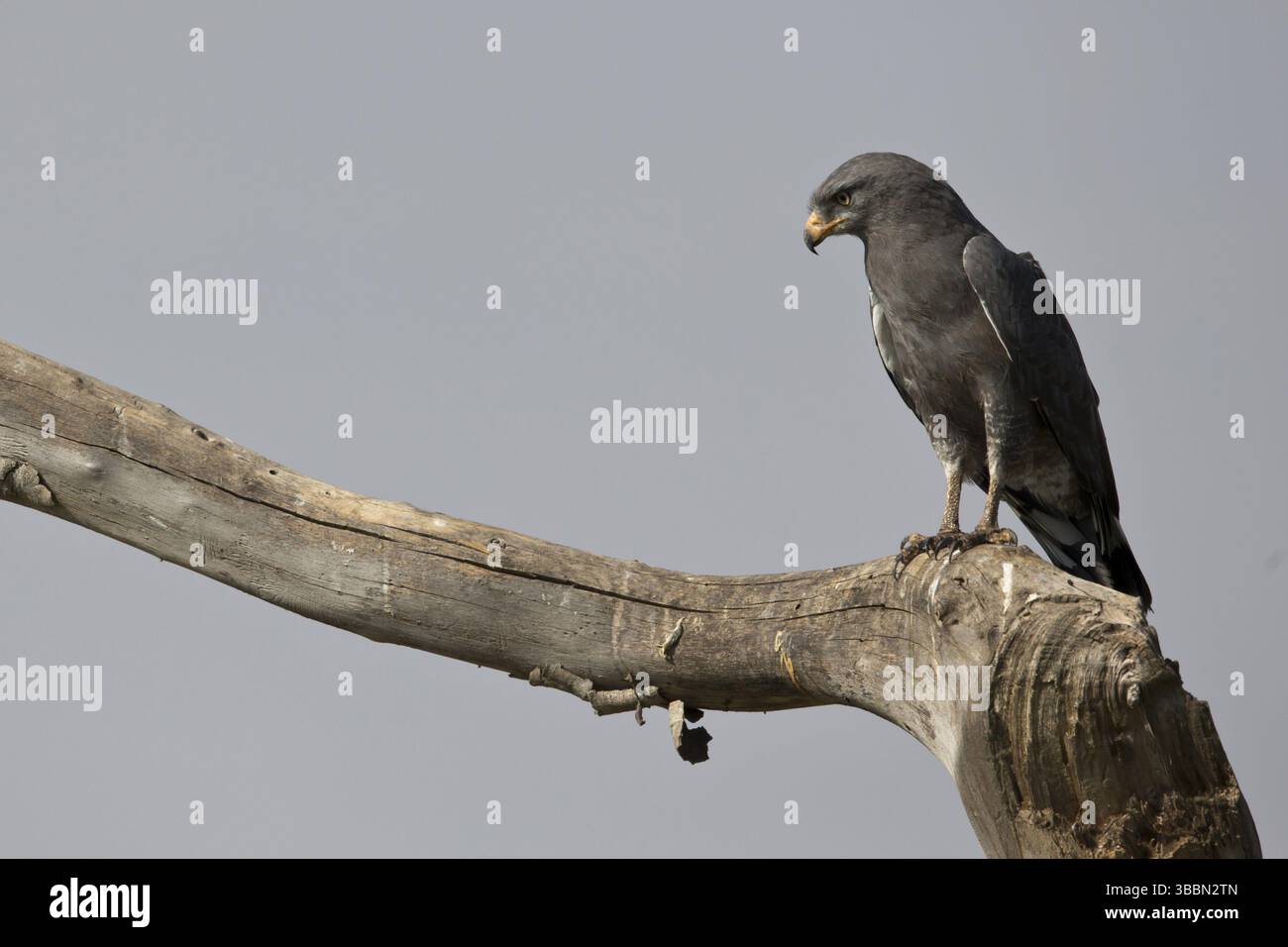 Western Banded Snake Eagle (Circaetus cinerascens) perched on an old ...