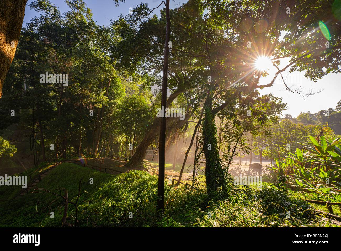 Golden sunlight streams through a dense forest canopy, casting dramatic ...