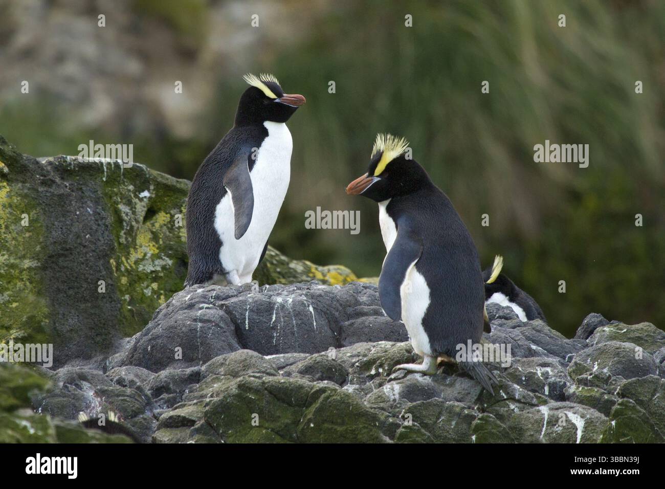 Erect-crested Penguin (Eudyptes sclateri), Antipodes Island, New ...