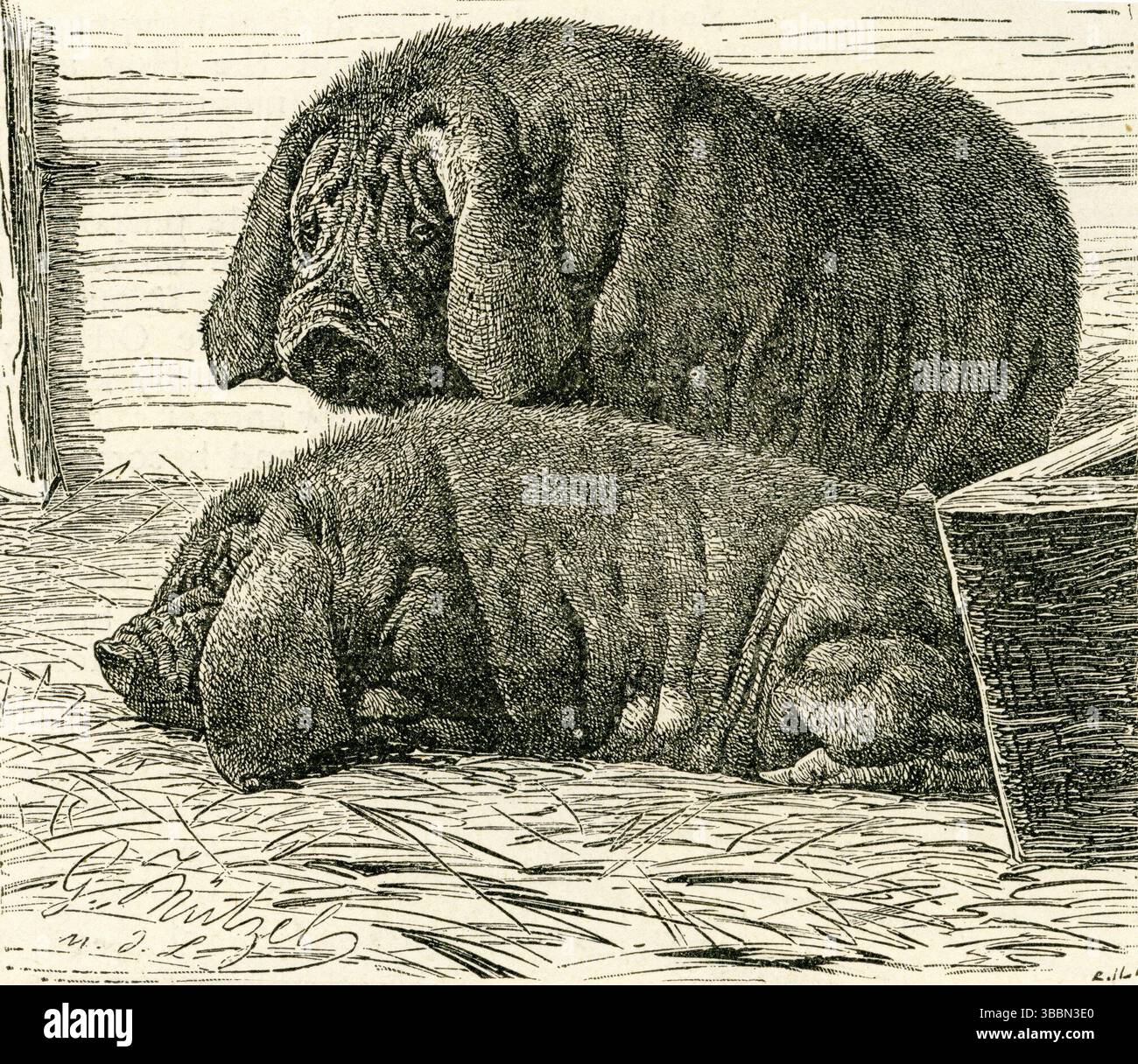 MASKED HOGS (Sus pliciceps ) - Japanese Masked Hog Resting in Straw ...
