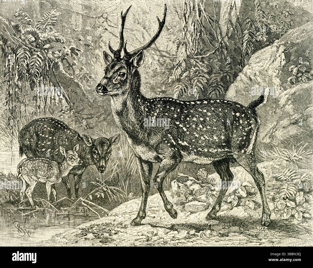 THE AXIS DEER ( Cervus axis Stock Photo - Alamy