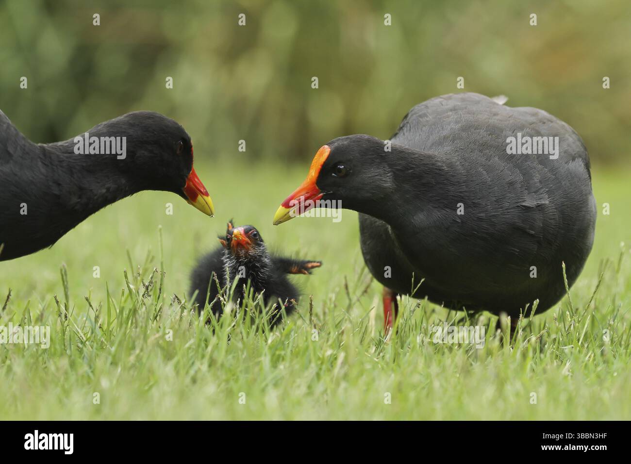 Dusky Moorhen (Gallinula tenebrosa) juvenile, Queensland, Australia ...
