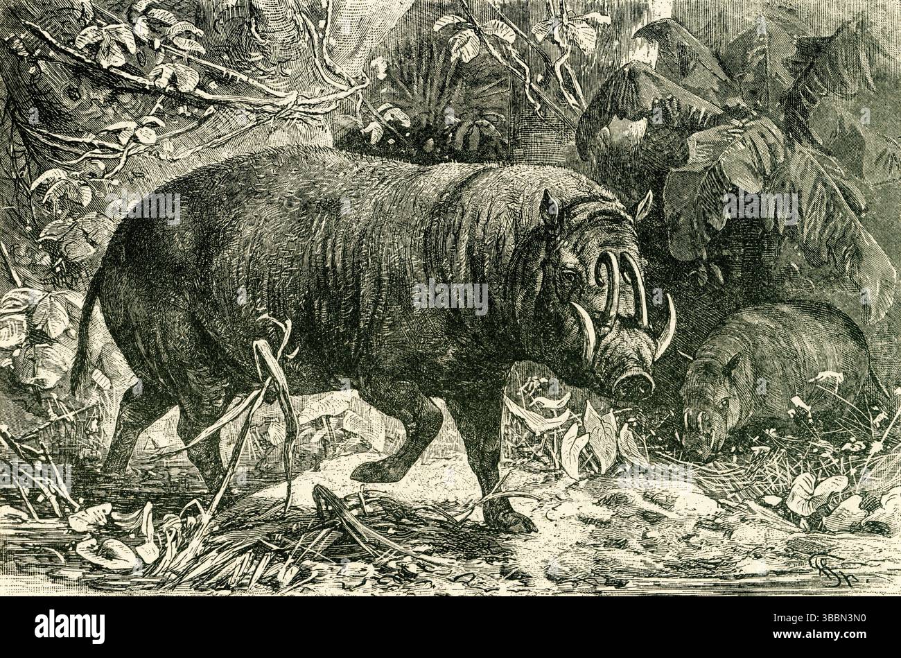 THE BABIRUSA / Deer-Pigs ( Porcus babyrussa ) - Curved-Tusked Male ...