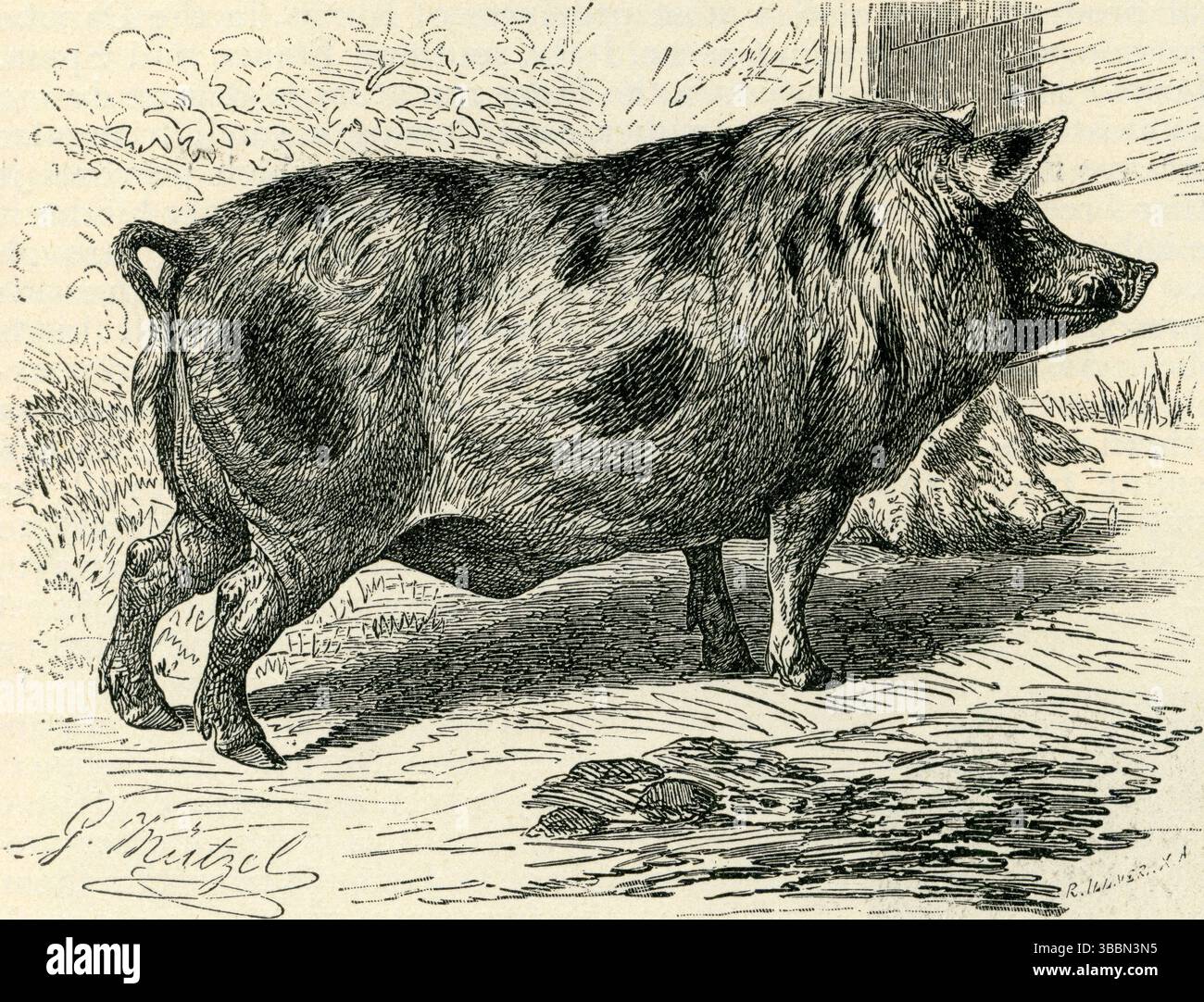 THE BERKSHIRE HOG ( Sus scrofa ) - Sturdy Berkshire Hog at Farm Gate ...
