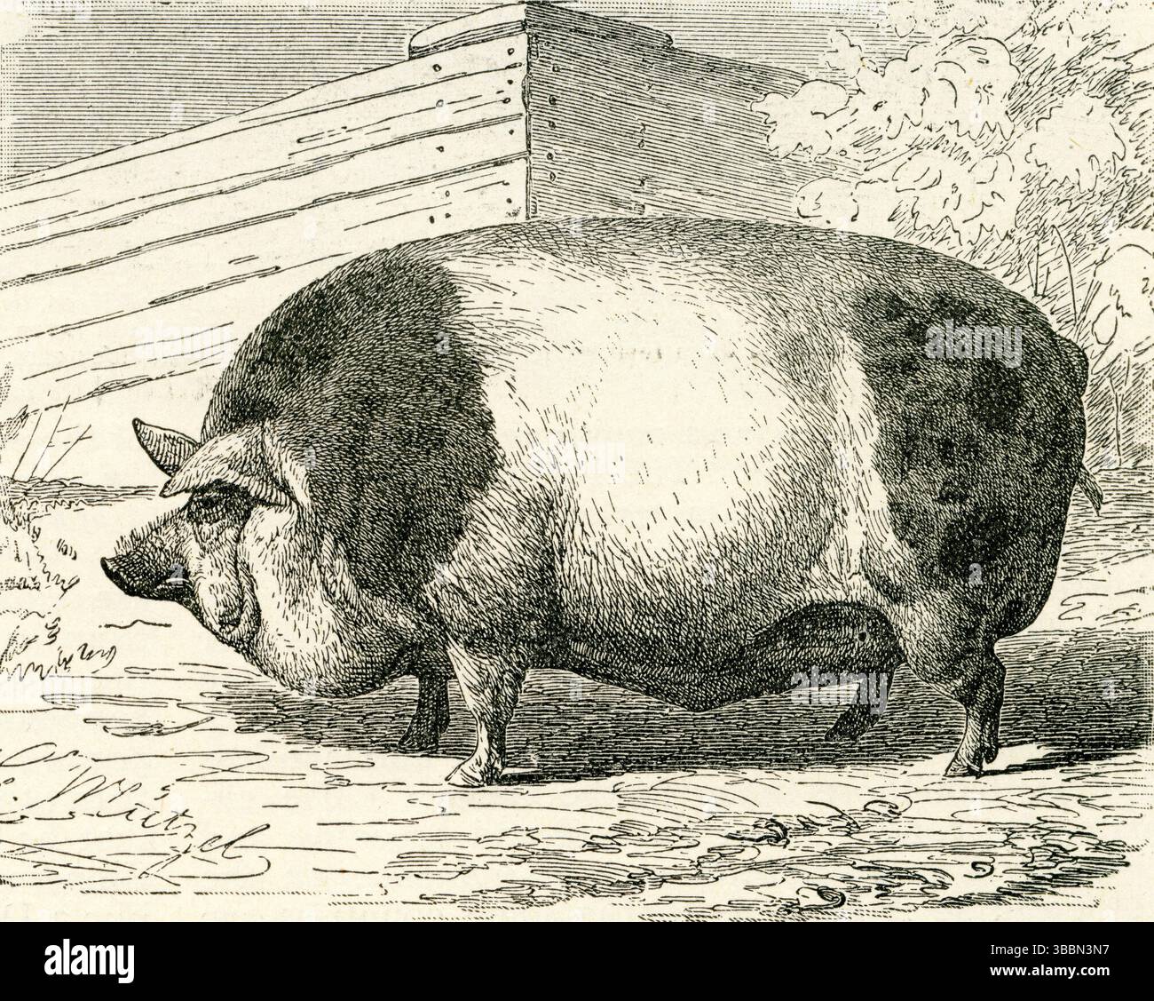 THE HARRISSON HOG ( Sus scrofa ) - Well-Fattened Belted Harrison Hog by ...