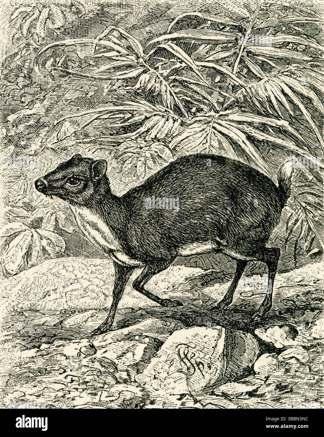 THE KANCHIL / ( Tragulus kanchil ) - Lesser Mouse-Deer in Tropical ...