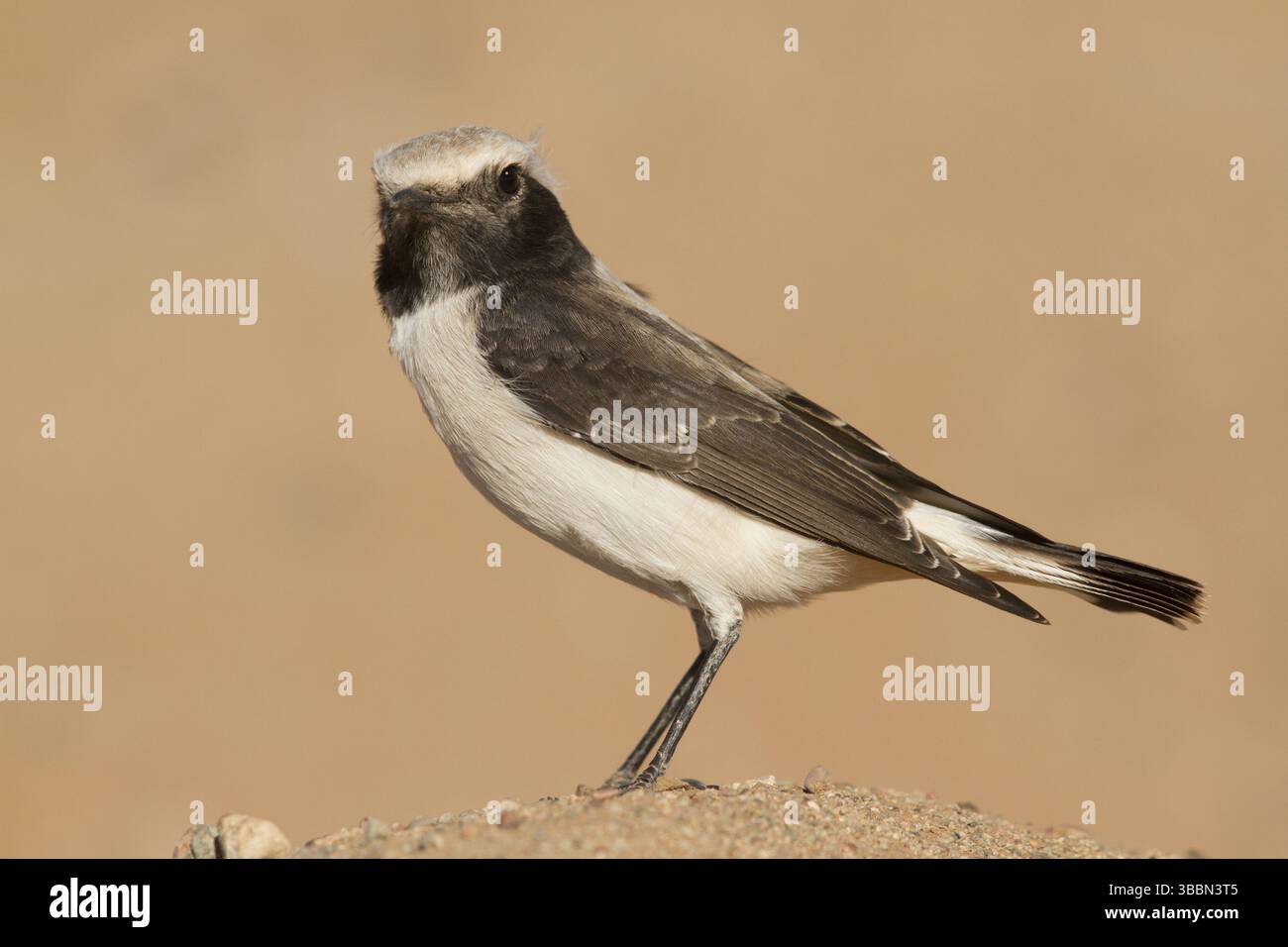 Mourning Wheatear (Oenanthe lugens) female, Morocco, Africa Stock Photo ...