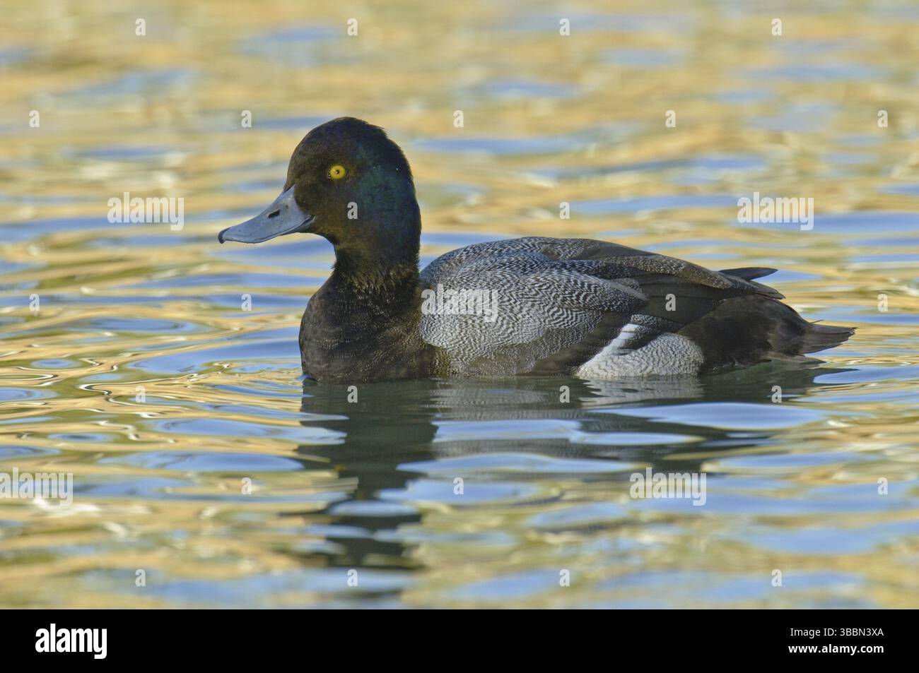 Lesser Scaup (Aythya affinis) male, Arizona, USA, North America Stock ...