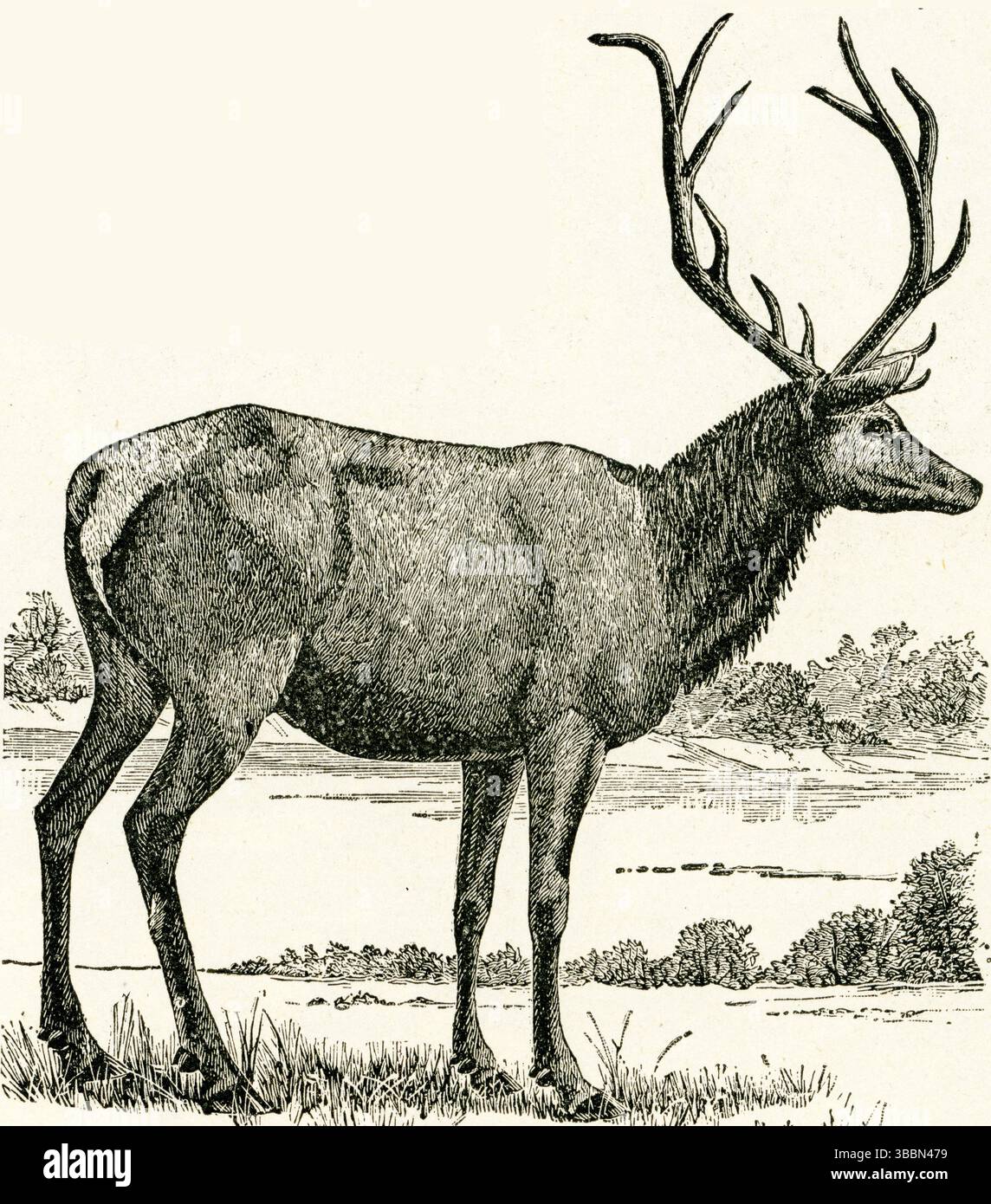 THE WAPITI ( Cervus canadensis ) - Wapiti Bull Standing by Riverside in ...