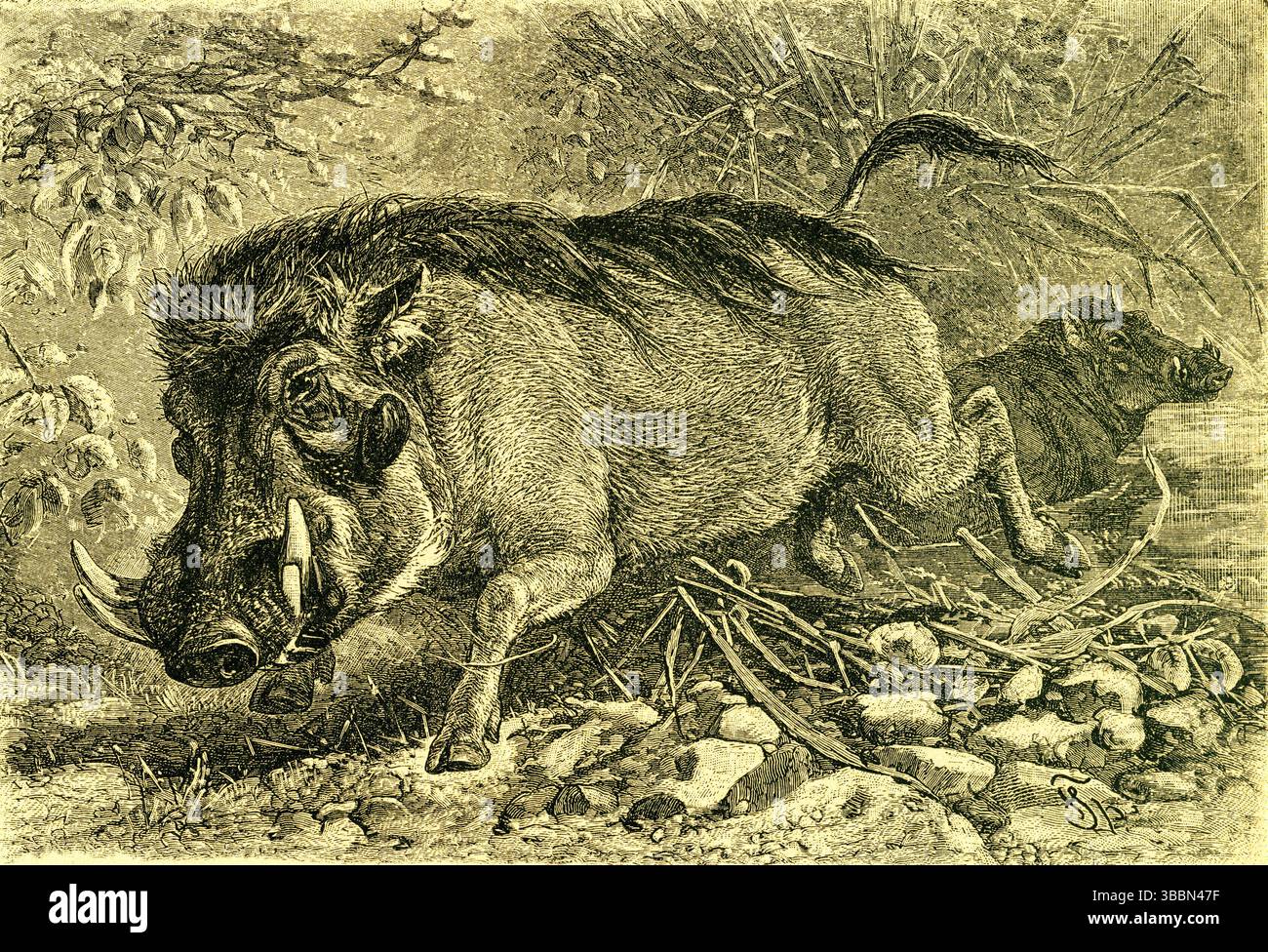 THE WART HOG ( Phacochoerus africanus ) - Warthog Charging Across Rocky ...