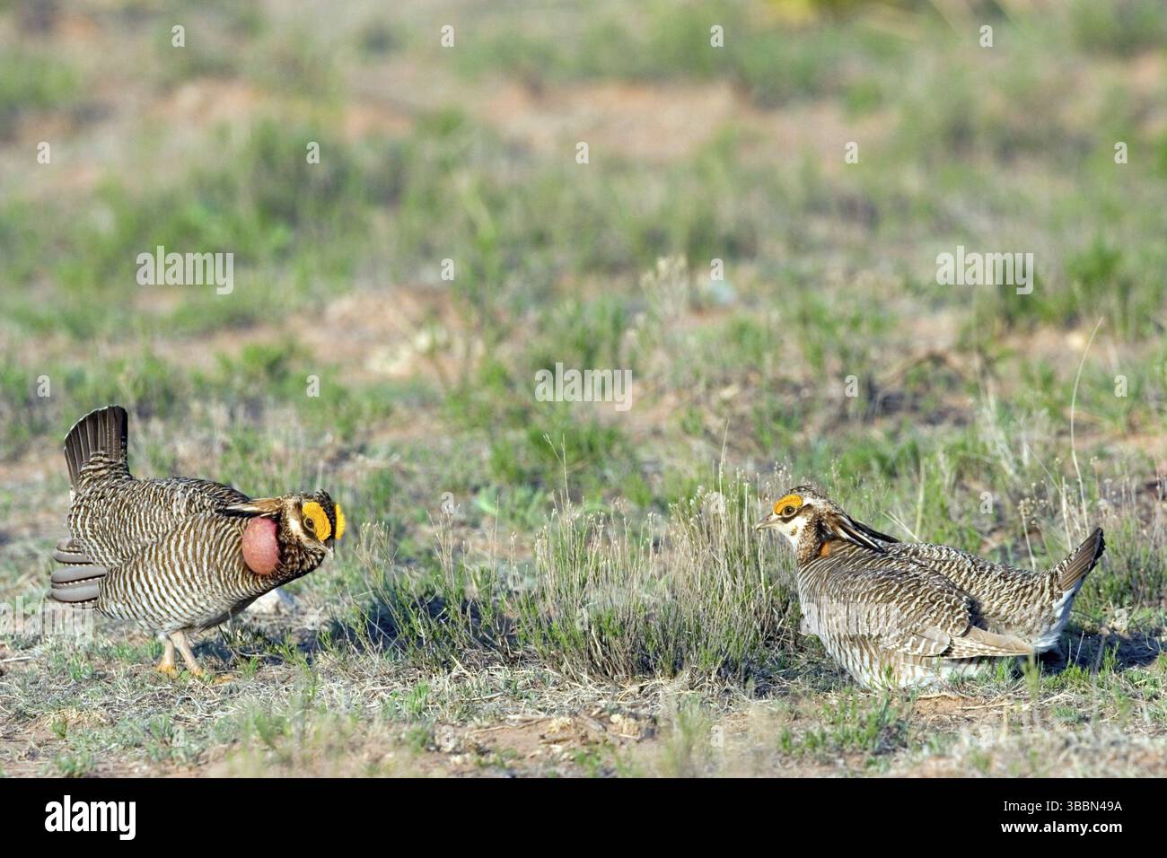 Lesser Prairie-Chicken Tympanuchus pallidicinctus Milnesand, New Mexico ...