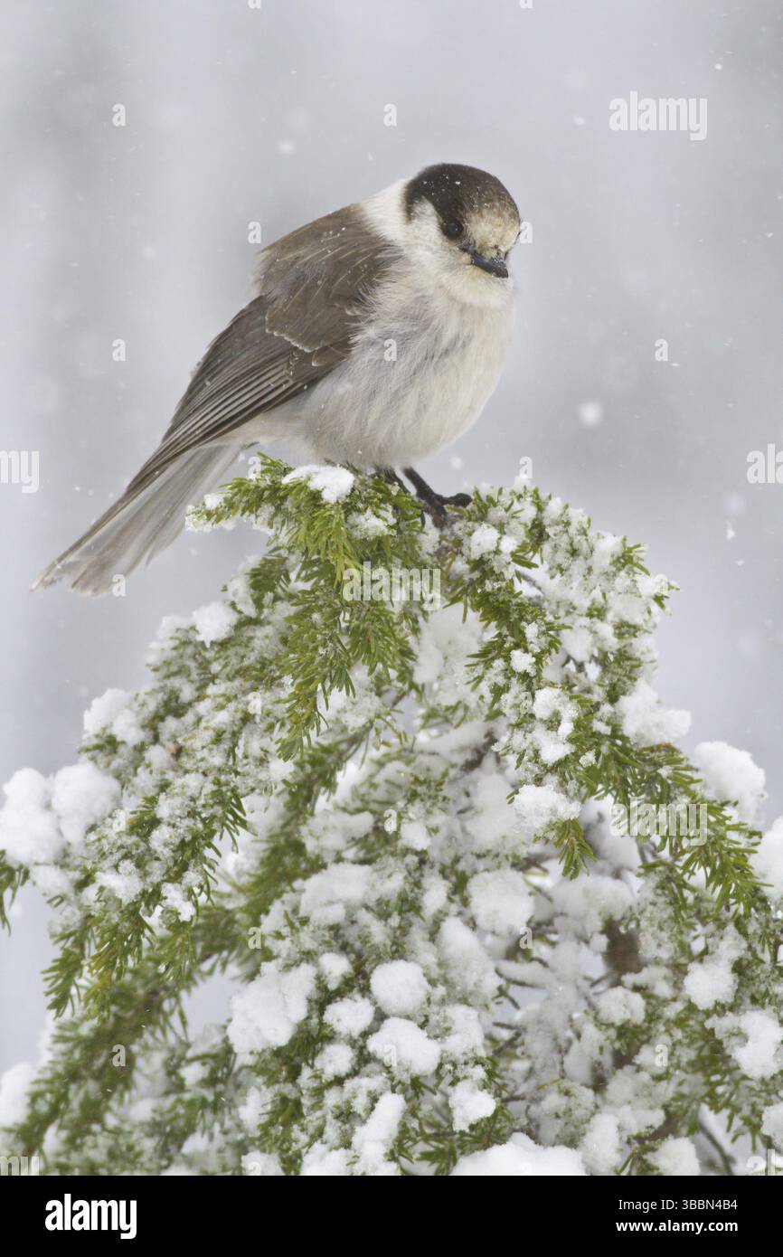 Grey Jay (Perisoreus canadensis), British Columbia, Canada, North ...