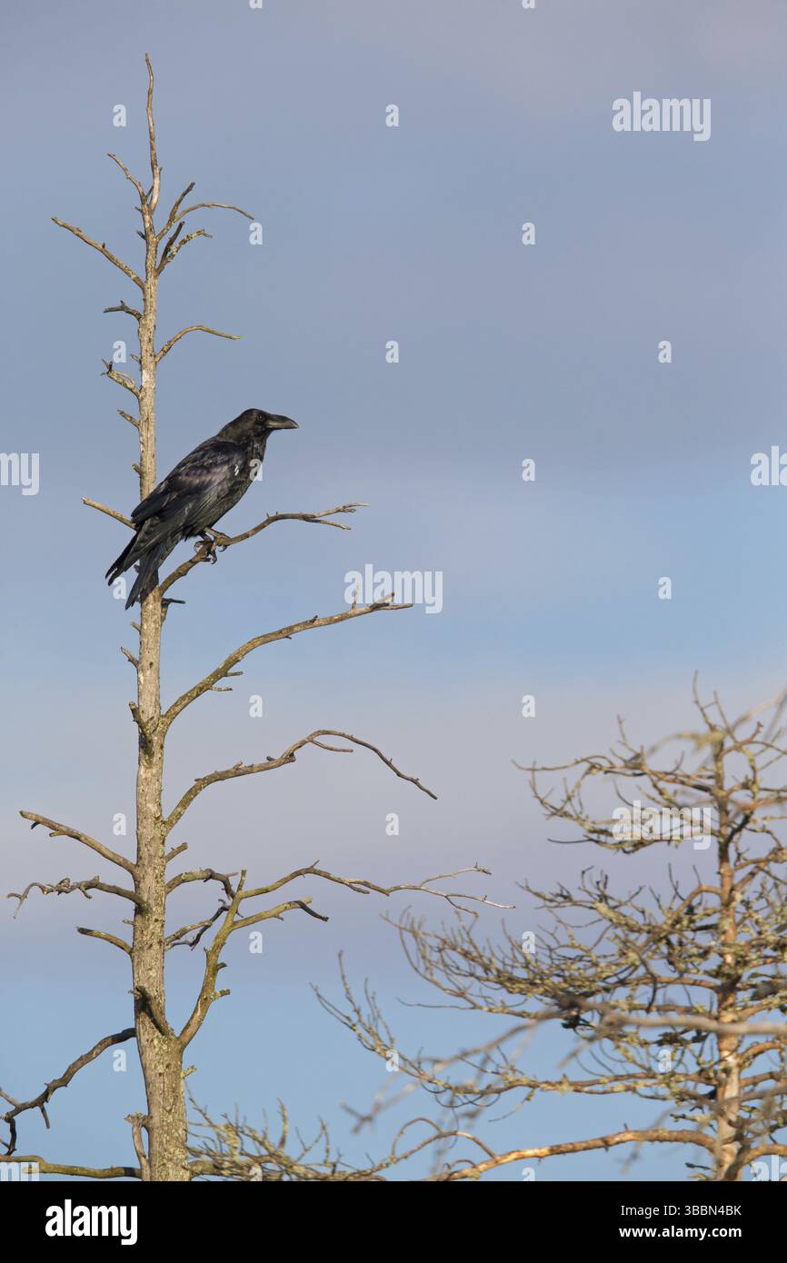 Kolkrabe, Common Raven, Raven, Corvus corax, Grand Corbeau, Cuervo ...