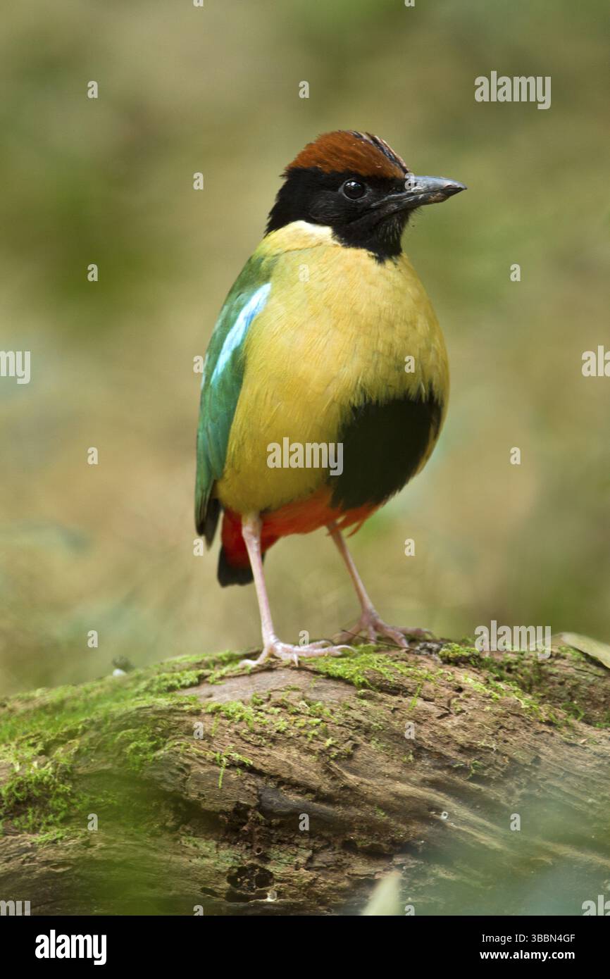 Noisy Pitta (Pitta versicolor), New South Wales, Australia, Oceania ...