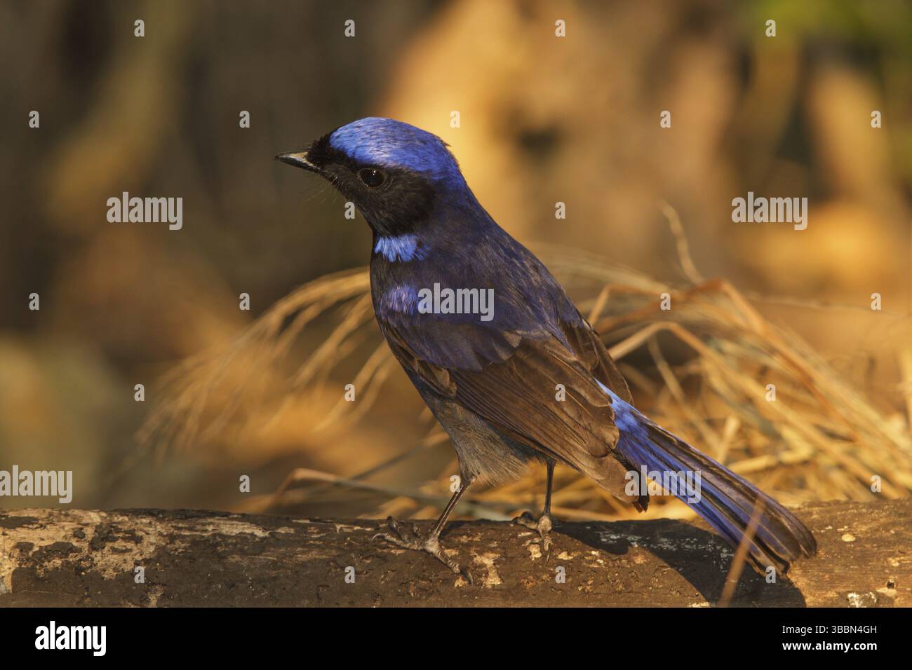 Large Niltava (Niltava grandis), Doi Lang, Thailand, Asia Stock Photo - Alamy