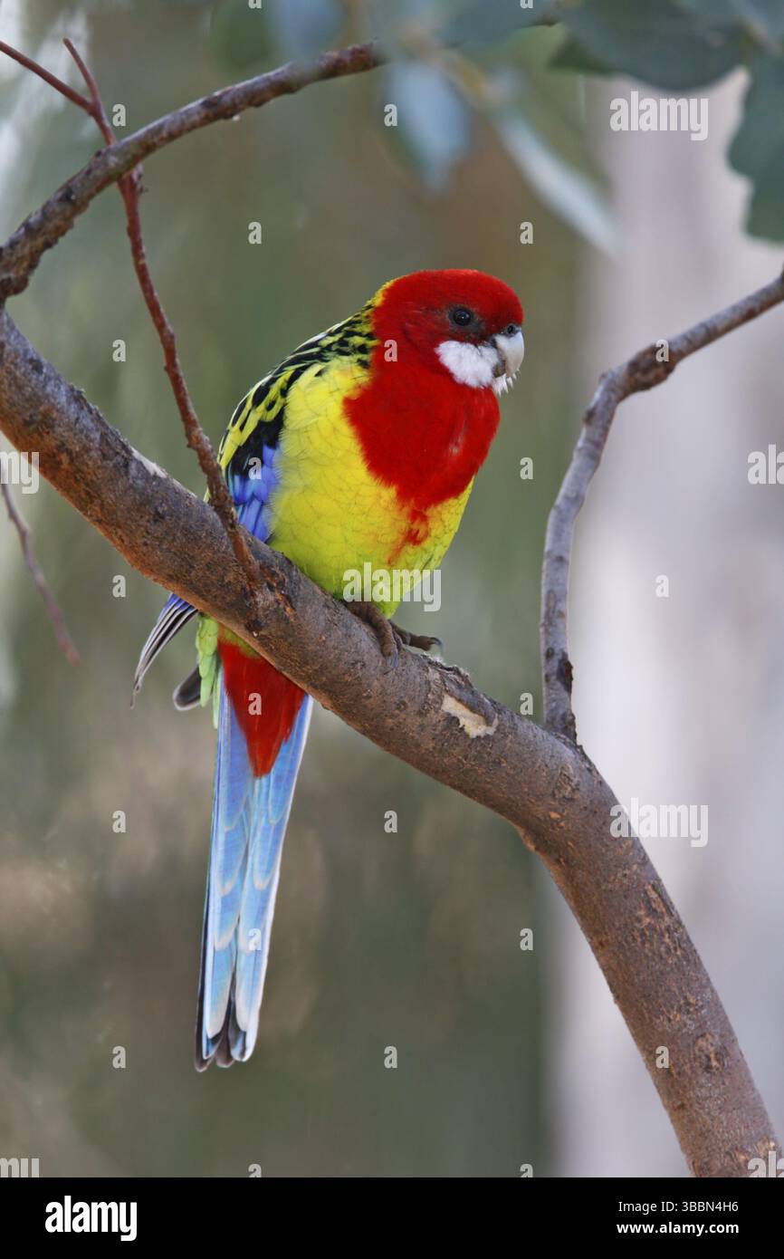 Eastern Rosella (Platycercus eximius), Australian Capital Territory ...